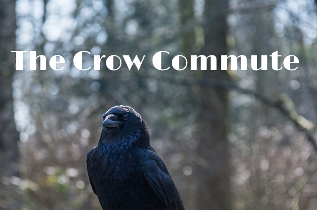 Vancouver History Oddities: Crow Commute » Vancouver Blog Miss604