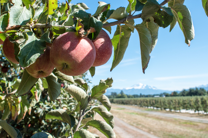 BelleWood Acres Apple Farm in Lynden » Vancouver Blog Miss604